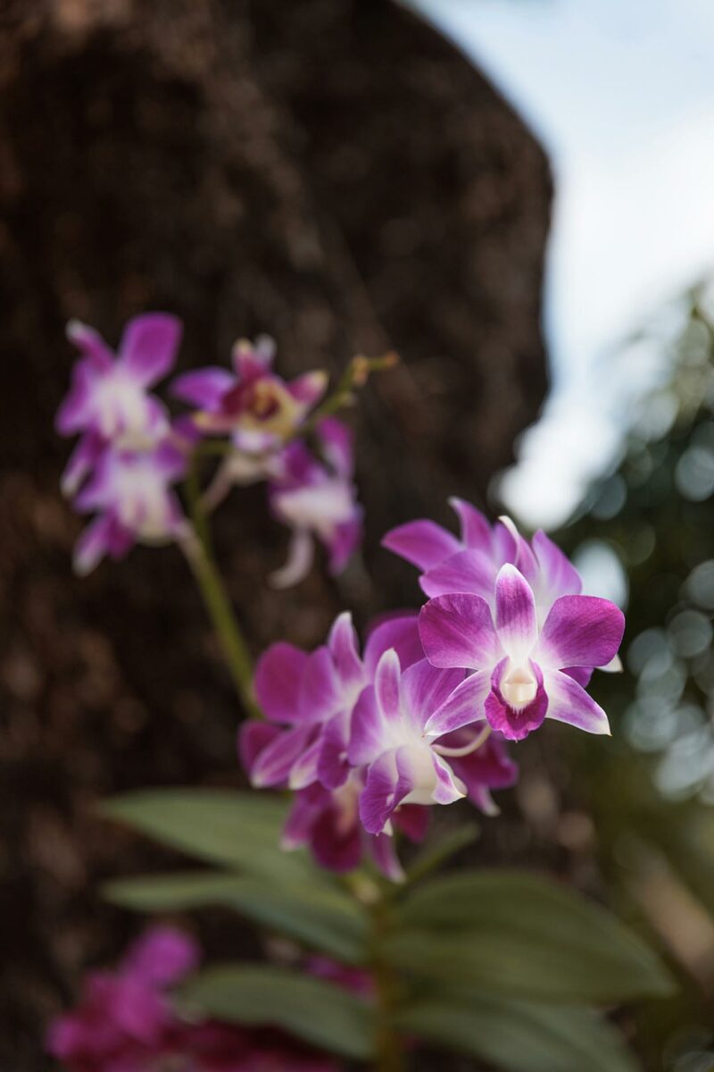Ma Pang, portrait of a Kayan woman - This Human Tribe